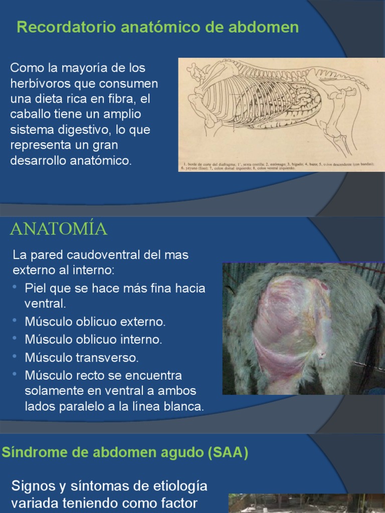 Enterotomia Equinos | PDF | Abdomen | Enfermedades y trastornos