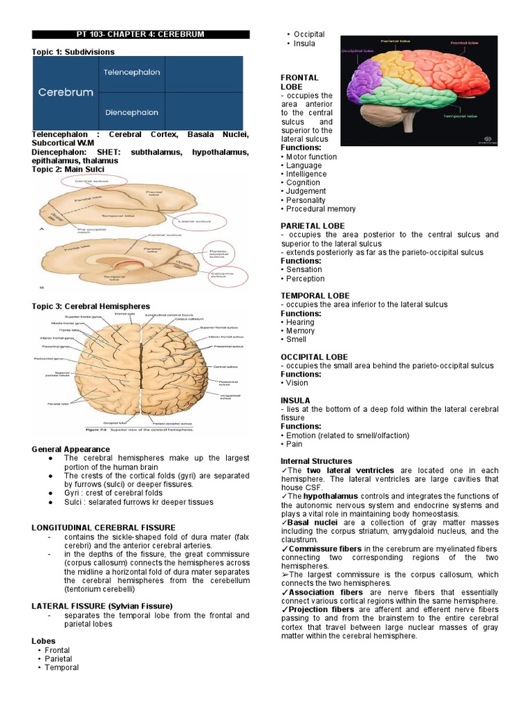 Cerebrum | PDF | Cerebral Cortex | Cerebrum