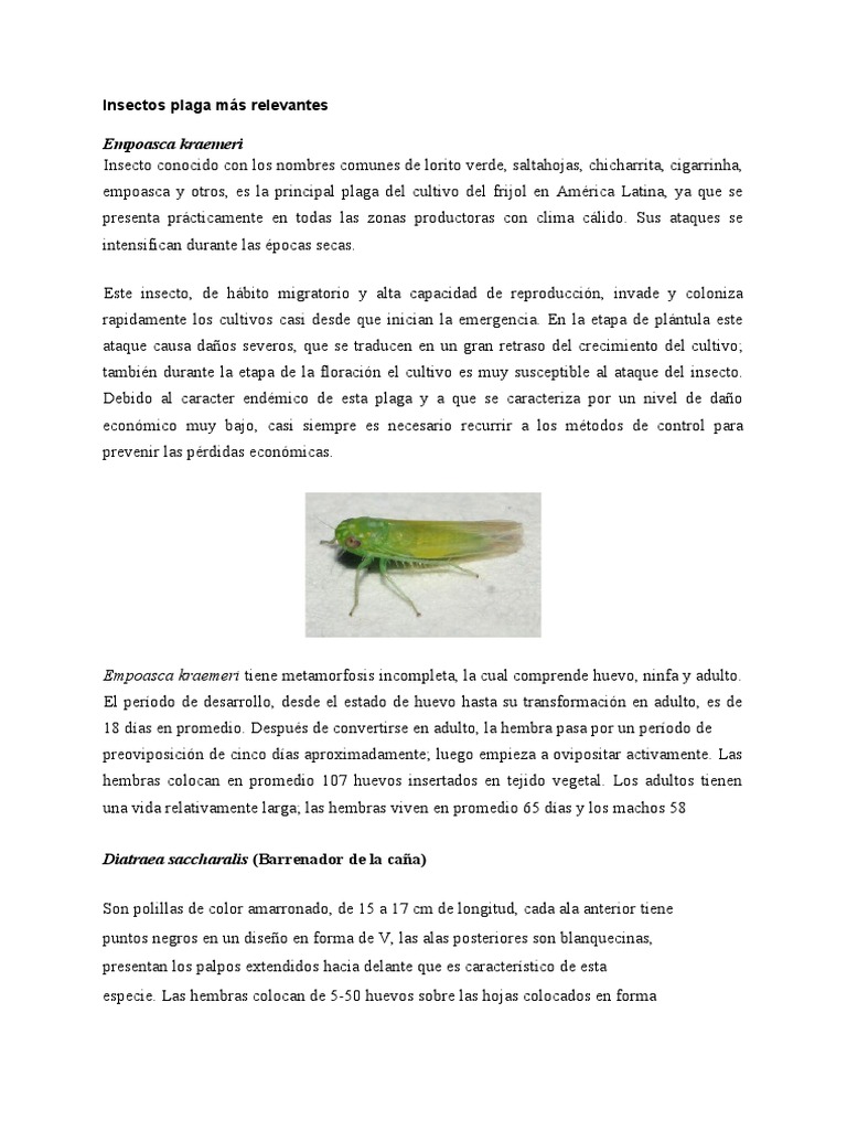 Insectos Plaga Más Relevantes | PDF | Insectos