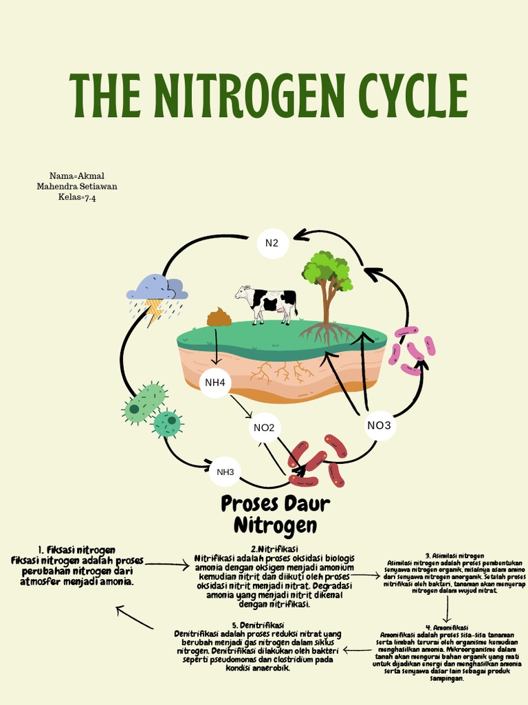 The Nitrogen Cycle | PDF