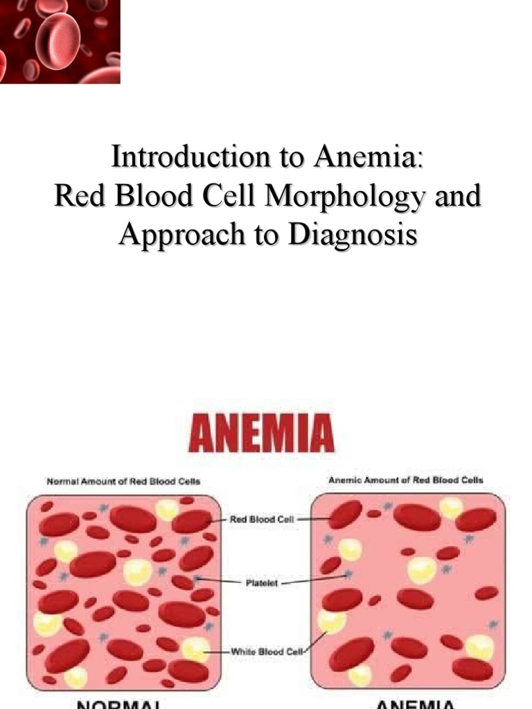 Overview of Anemia and RBC Morphology | PDF | Anemia | Red Blood Cell