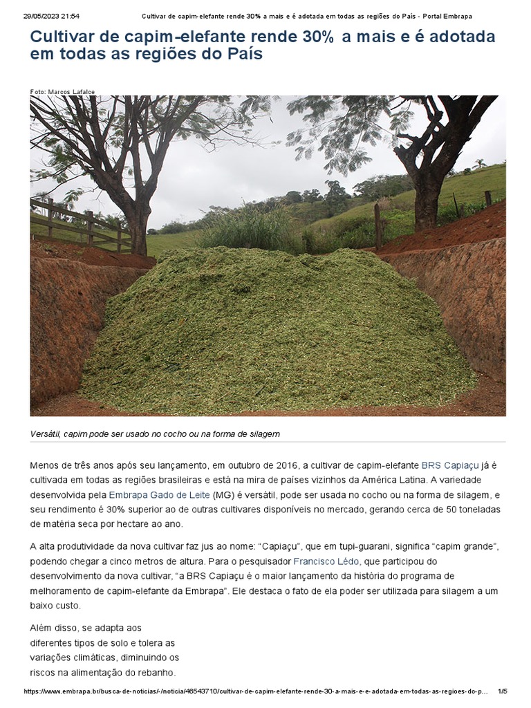 Cultivar de Capim-Elefante Rende 30% A Mais e É Adotada em Todas As ...