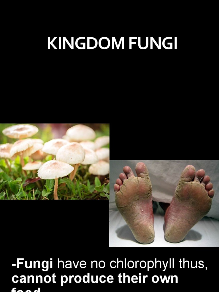 6.KINGDOM FUNGI and PLANTAE | PDF | Fungus | Plant Stem