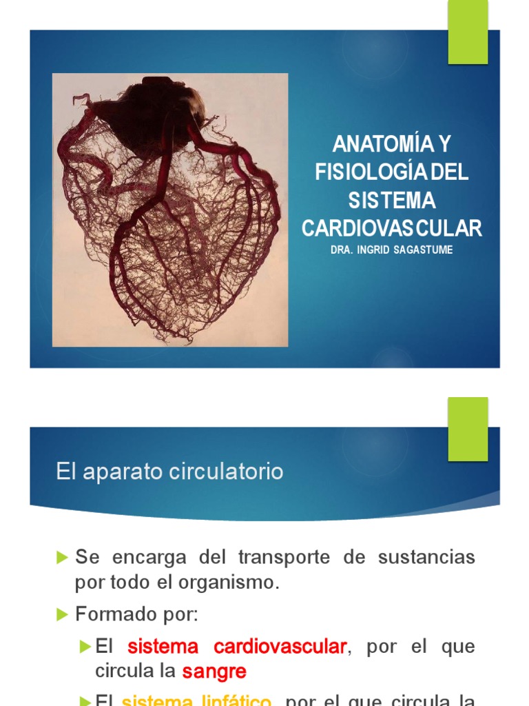 Anatomía y Fisiología Básica Del Sistema Cardiovascular | PDF | Sistema ...