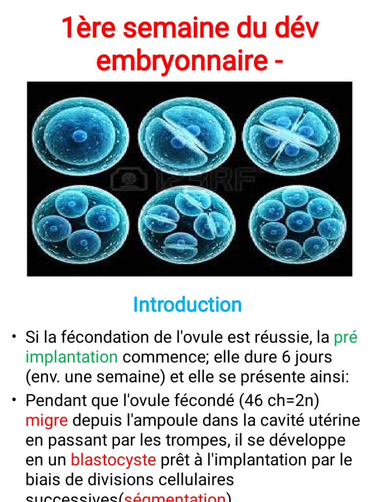 Segmentation et développement embryonnaire | PDF | Embryon | Utérus