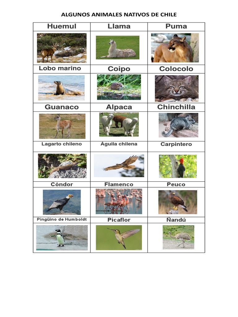 Guía Animales Nativos de Chile | PDF