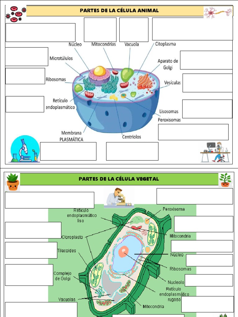 Célula Animal y Vegetal | PDF