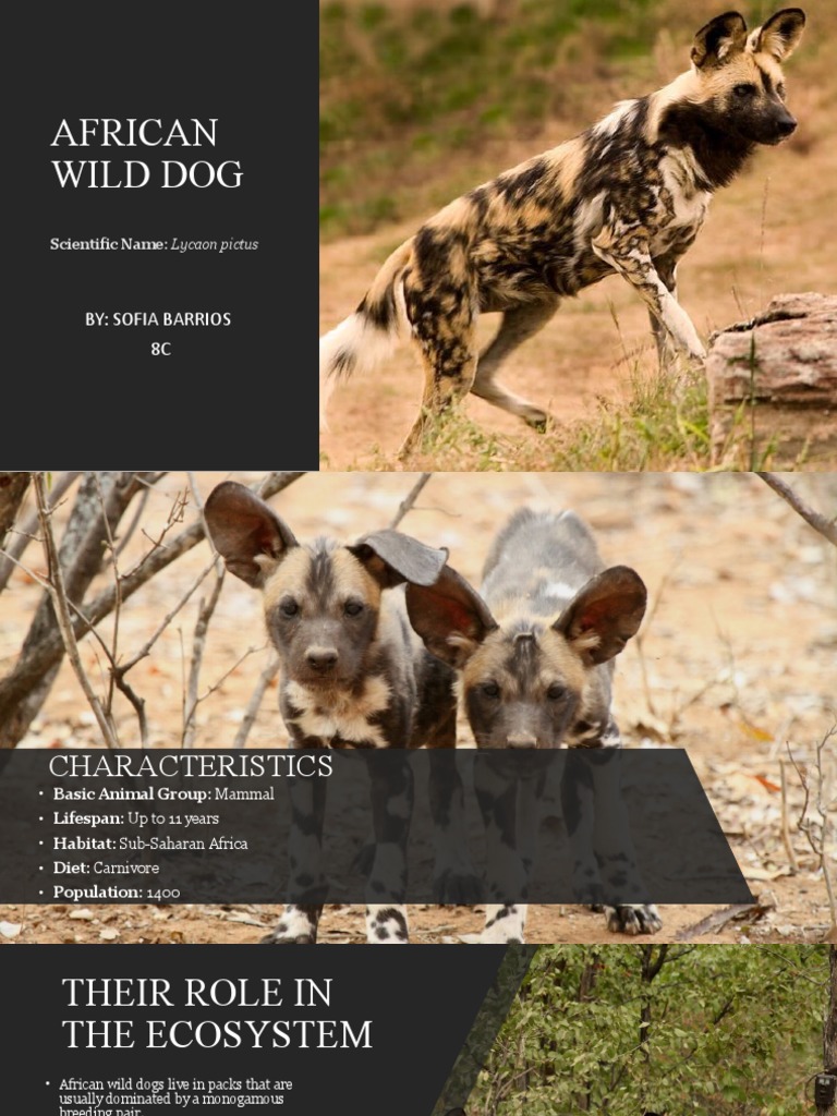 African Wild Dog: Characteristics & Conservation | PDF