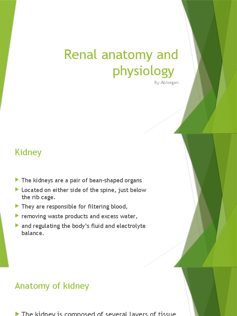 Kidney Anatomy and Physiology Overview | PDF | Kidney | Organ (Anatomy)