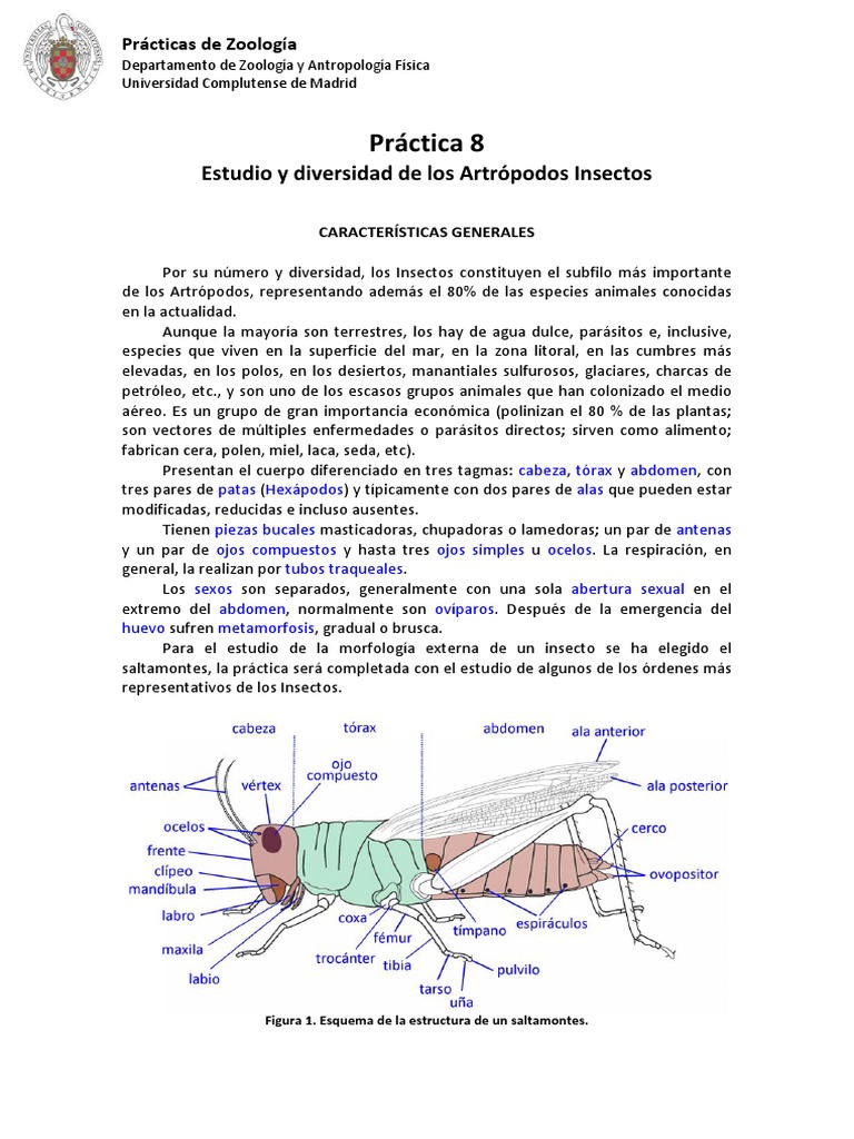 8 Artropodos Insectos | PDF | Libélula | Insectos