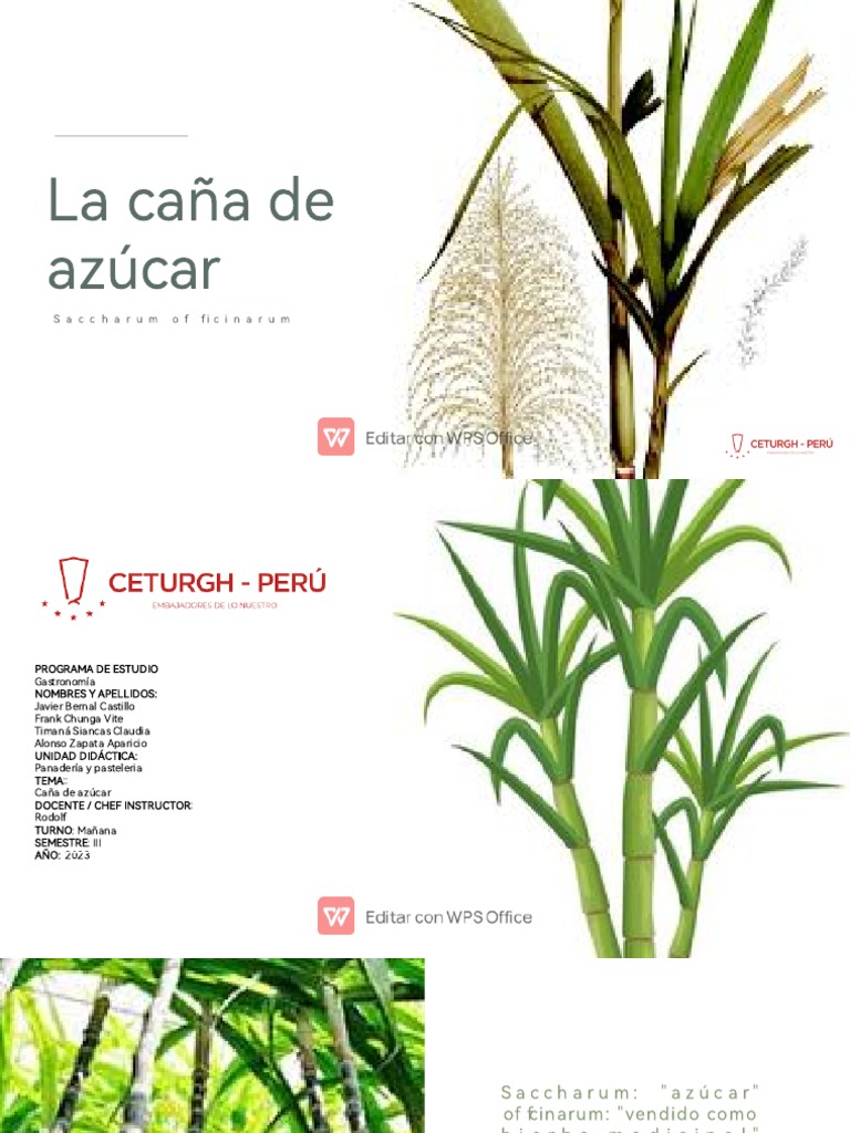 la caña de azucar | PDF | Azúcar | Dieta y nutrición
