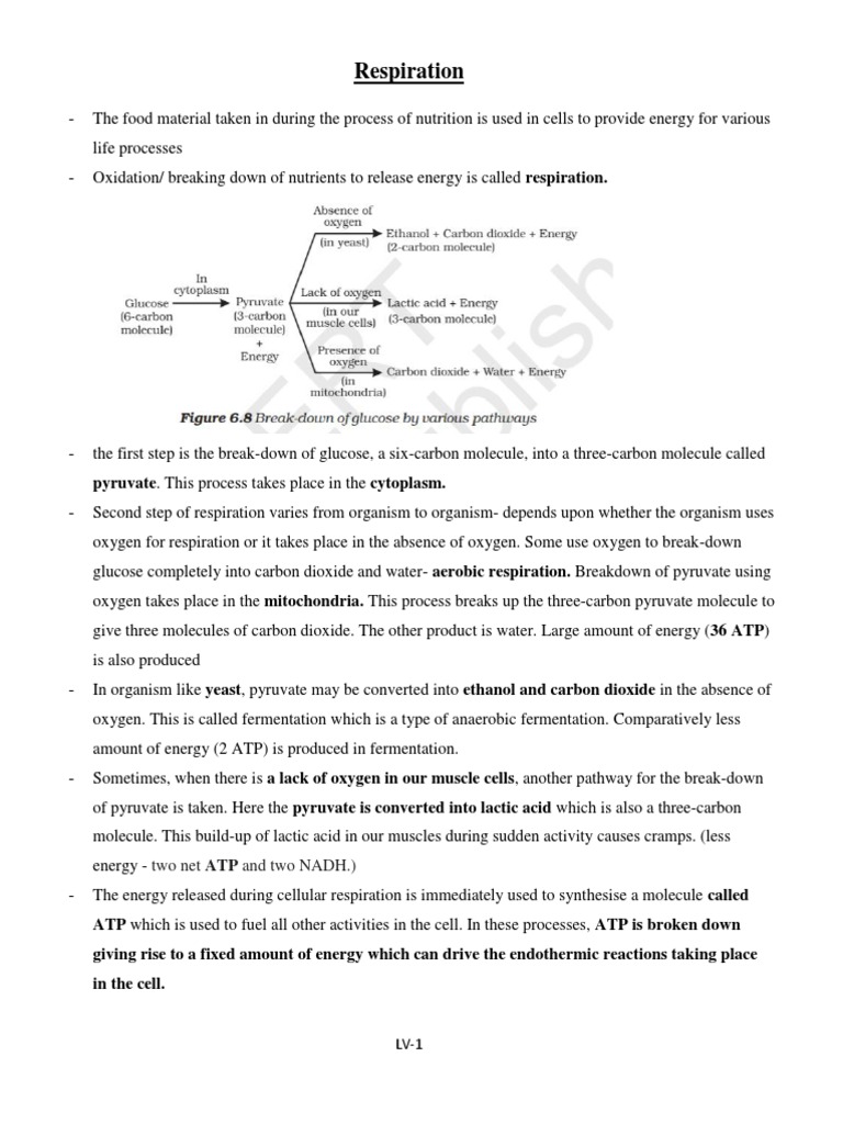 Cellular Respiration and Gas Exchange | PDF | Cellular Respiration ...