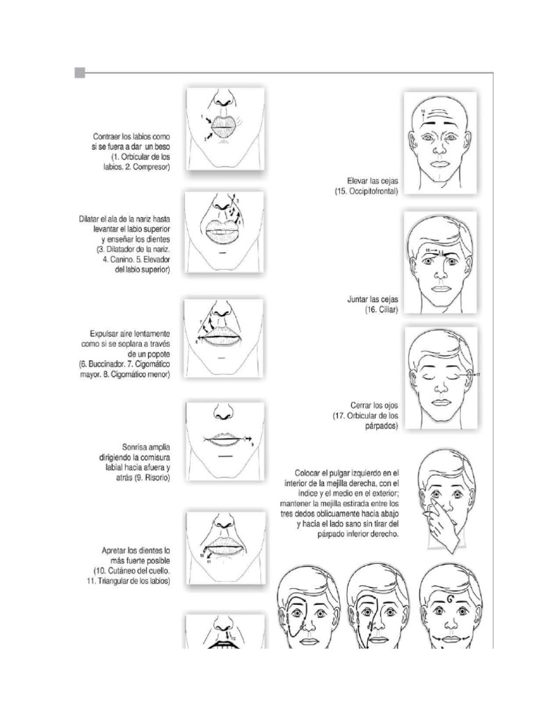 evaluacion facial | PDF