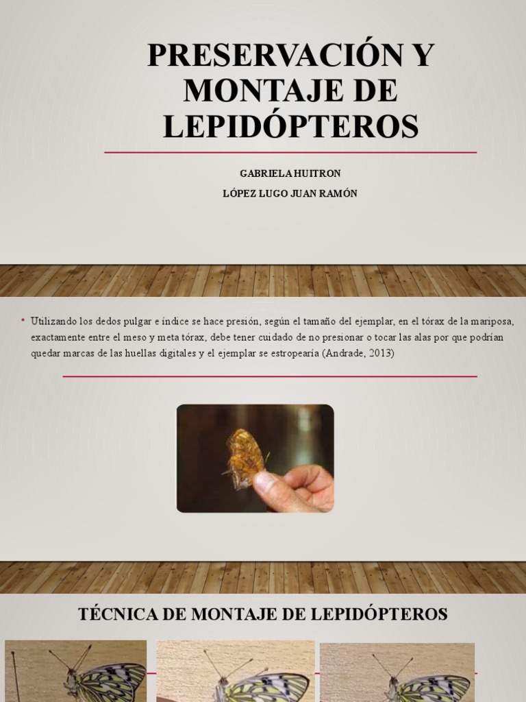 Preservación y Montaje de Lepidópteros | PDF