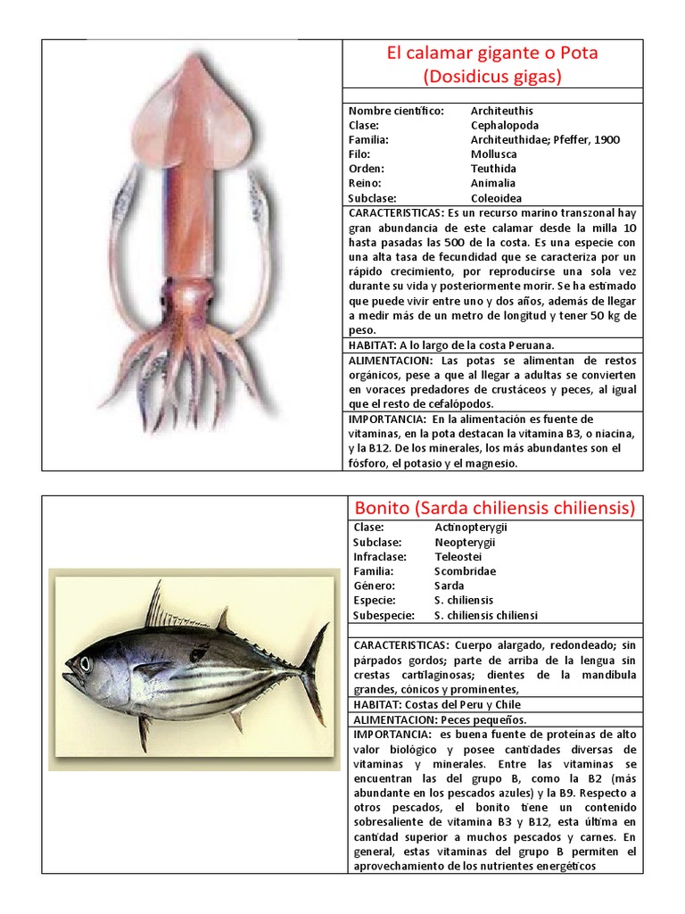 Características del Calamar Gigante | PDF | Pescado como alimento ...