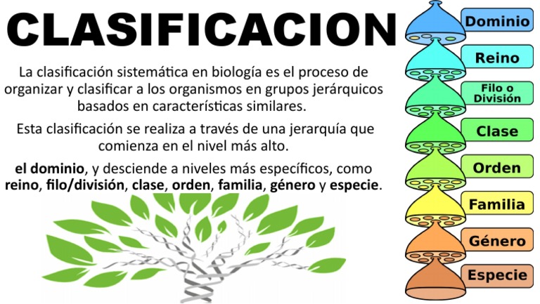 Sistematica Clasificacion | PDF
