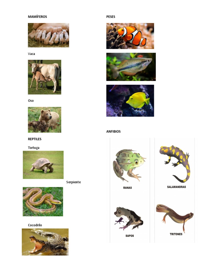 AVES, PECES, ANFIBIOS, REPTILES MAMIFEROS | PDF