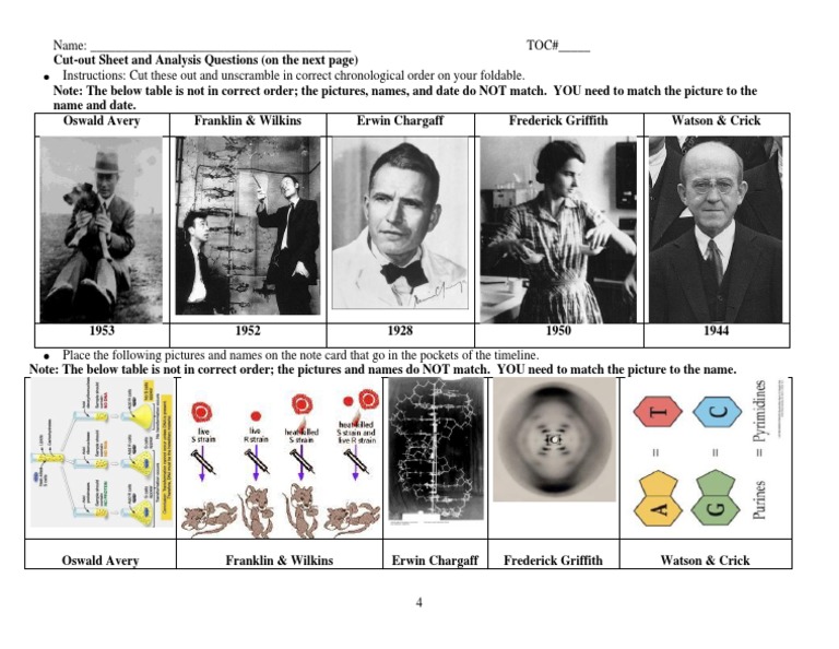 DNA History Timeline Worksheet | PDF