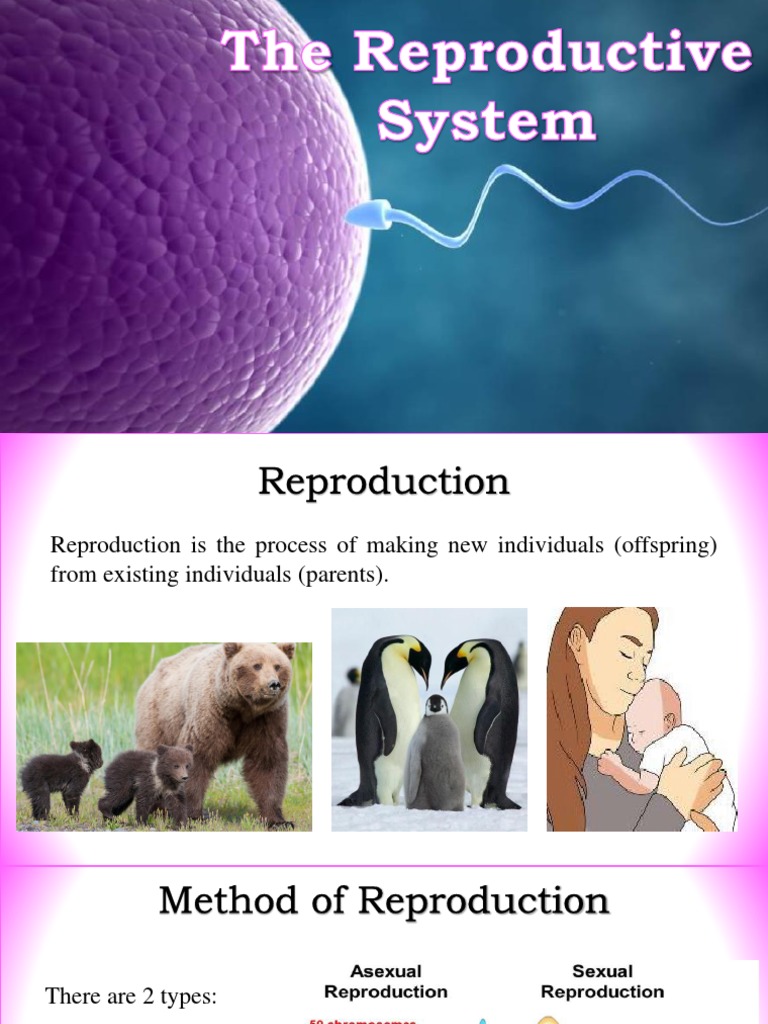 The Reproductive System | PDF | Reproductive System | Reproduction