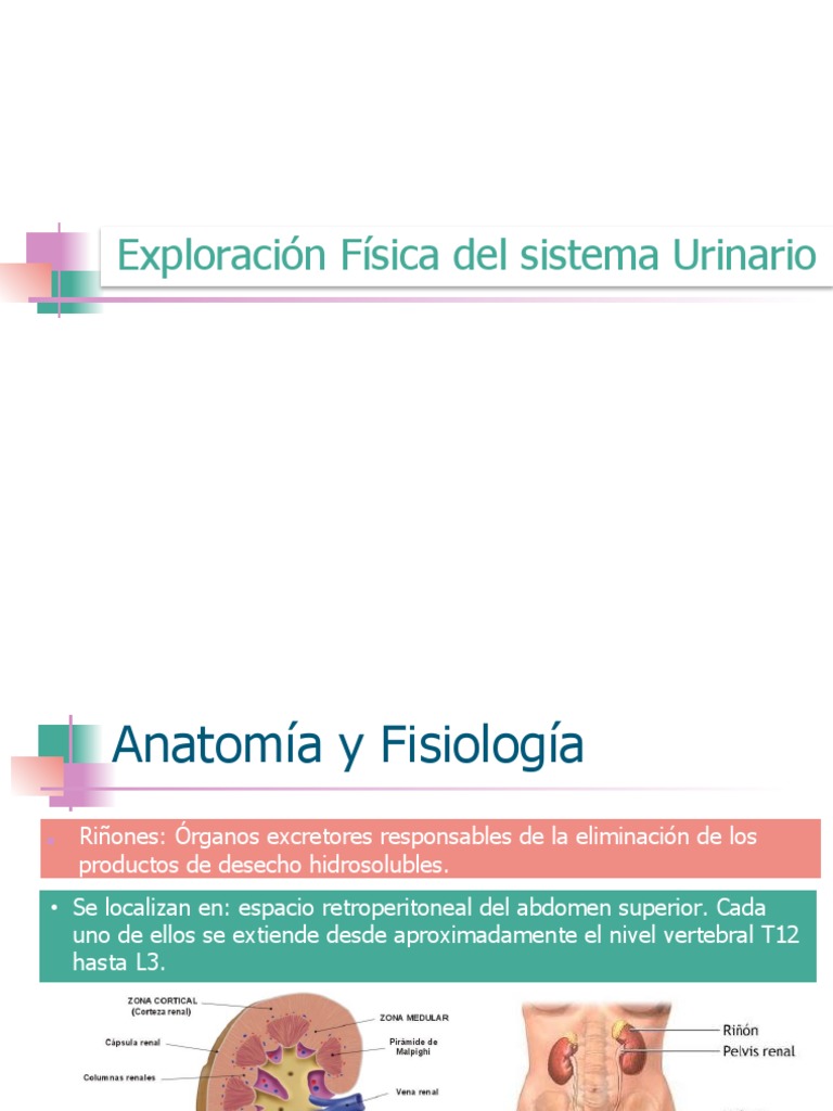 Examen Fisico Del Sistema Urinario | PDF | Sistema urinario | Riñón