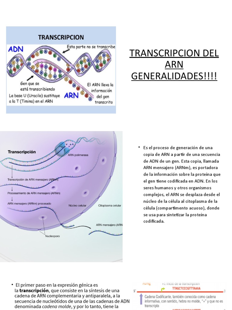 TRANSCRIPCION Generalidades | PDF | Rna | Messenger Rna
