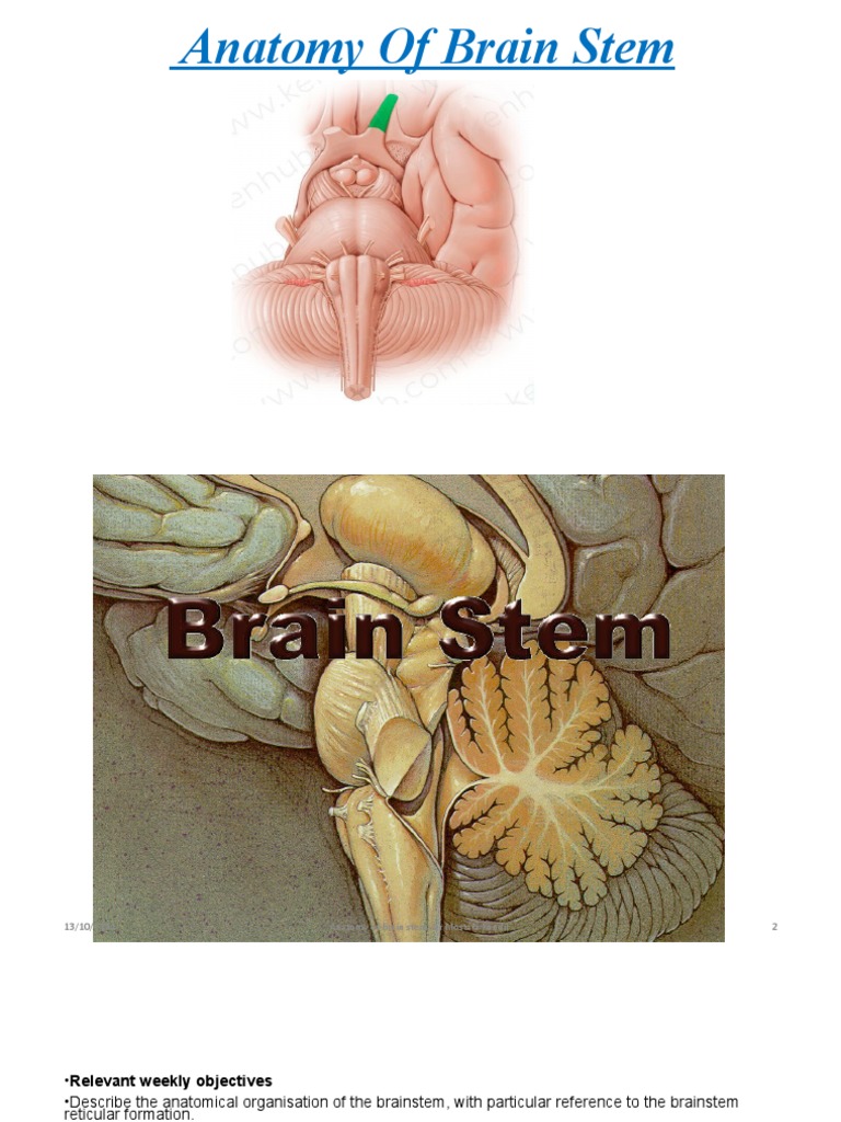 23 Level 6 Anatomy of Brain Stem DR Mostafa Kandil | PDF | Brainstem ...