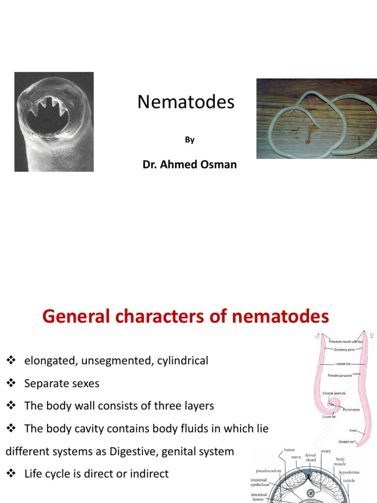1st Lecture Nematodes, Clinical Parasitology | PDF | Nematode | Medical ...
