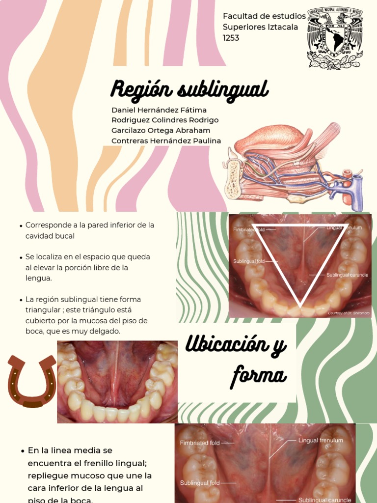 Región Sublingual | PDF | Lengua | Órgano (anatomía)