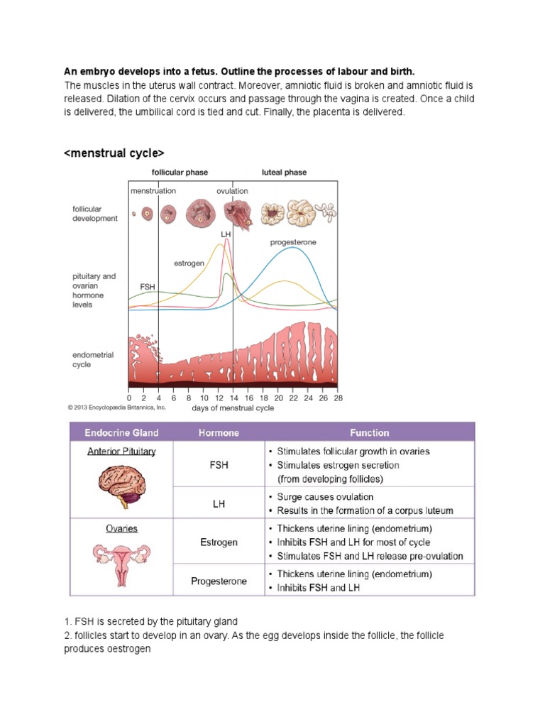 Igcse Bio 16 D Sexual Reproduction In Humans Pdf