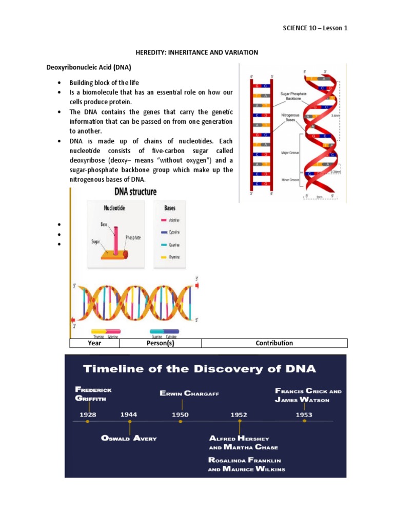 DNA Structure and Function Overview | PDF | Dna | Rna