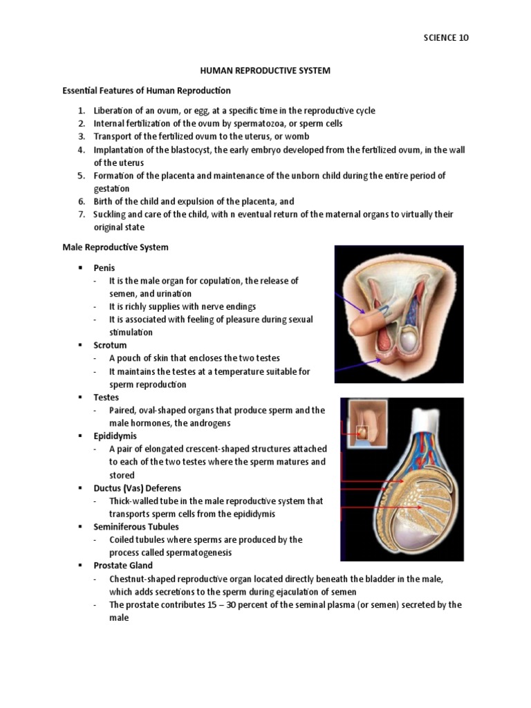 SCIENCE 10 - The Reproductive System | PDF | Menstrual Cycle | Ovary