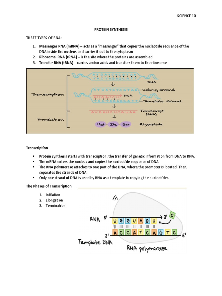Understanding Protein Synthesis Process | PDF | Rna | Translation (Biology)