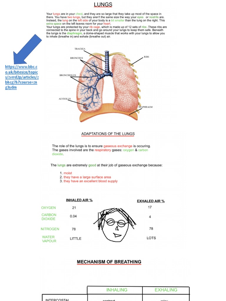 Lungs and Mechanism of Breathing | PDF