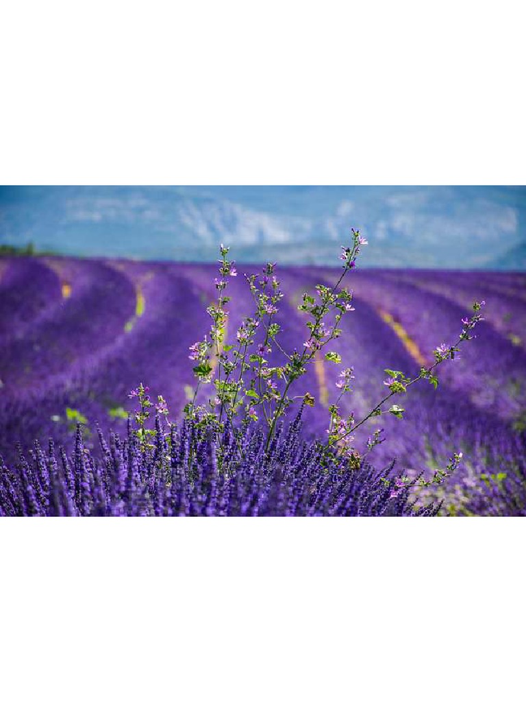 Free Copyright Pixabay 20 | PDF