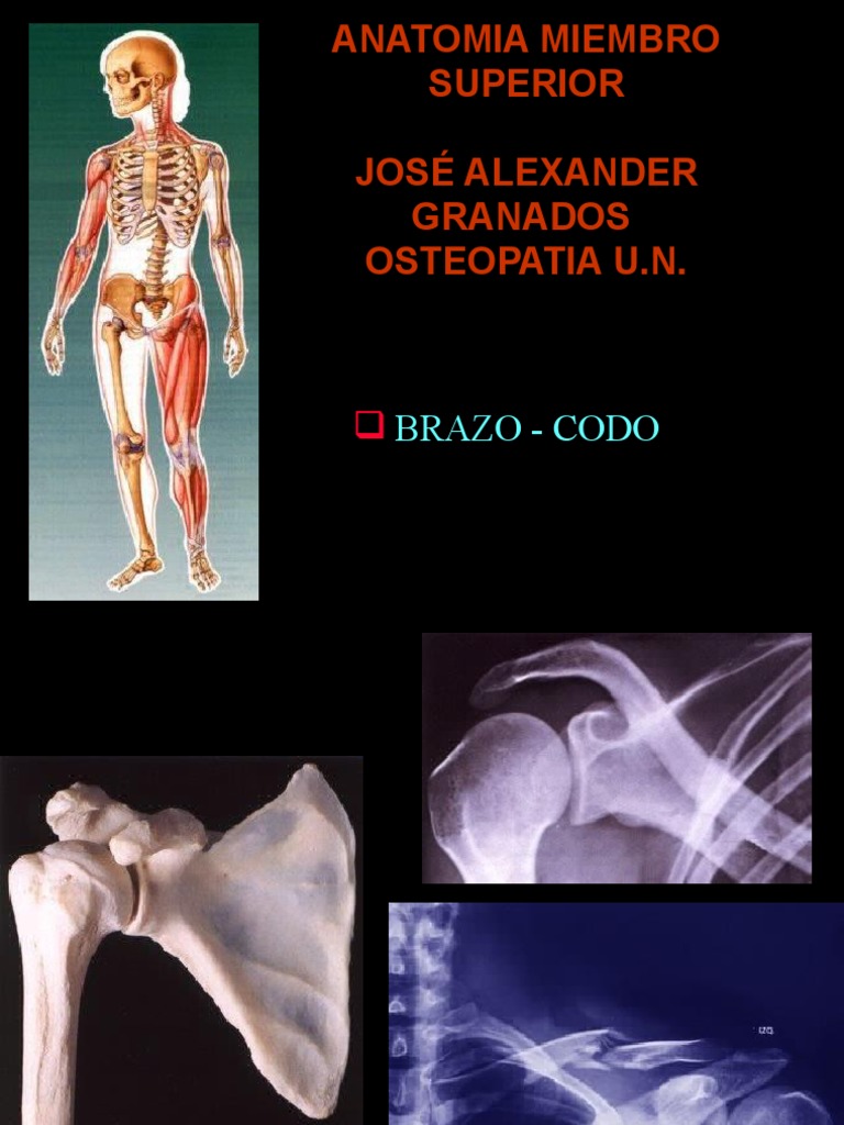 Brazo Y Codo Final Pdf Codo Sistema Musculoesquelético