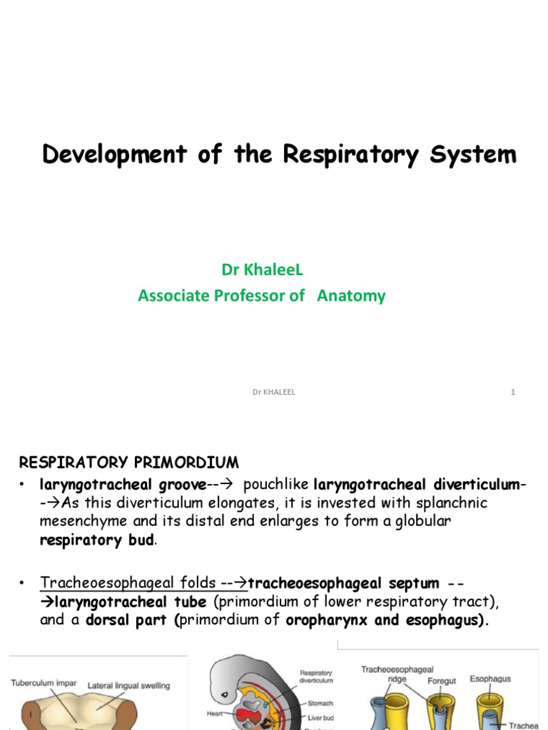 Development of Respiratory System | PDF | Lung | Larynx