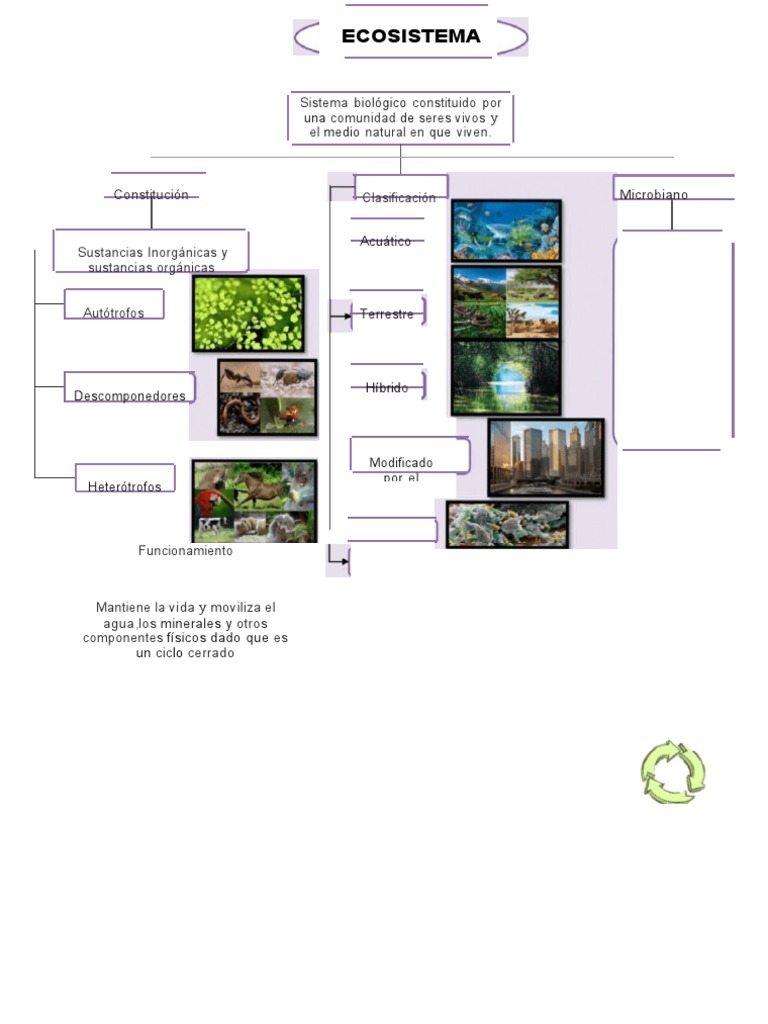 Mapa Conceptual Del Ecosistema 2 | PDF