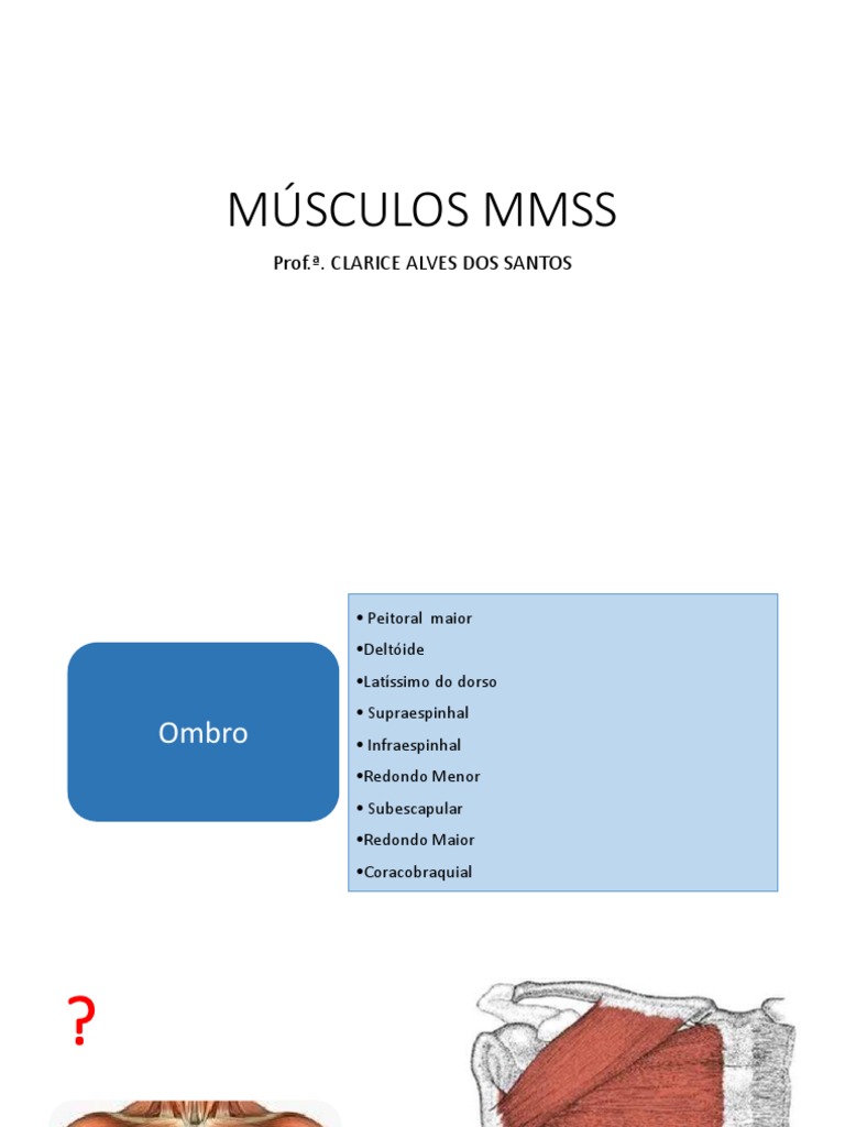 Músculos Do Membro Superior | PDF