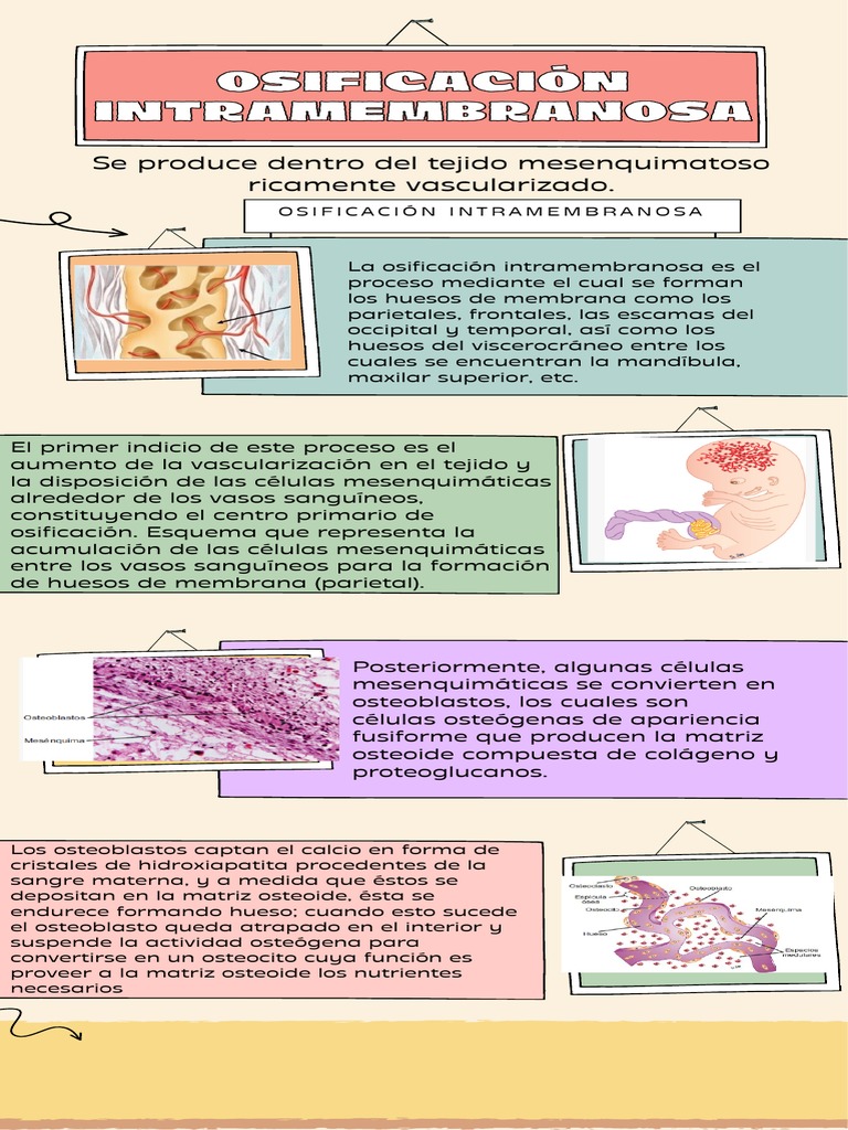 Osificación Intramembranosa, Osificación Endocondral, Edad Ósea | PDF ...