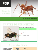 Tipos de antenas en insectos | PDF | Insectos y humanos | Zoología
