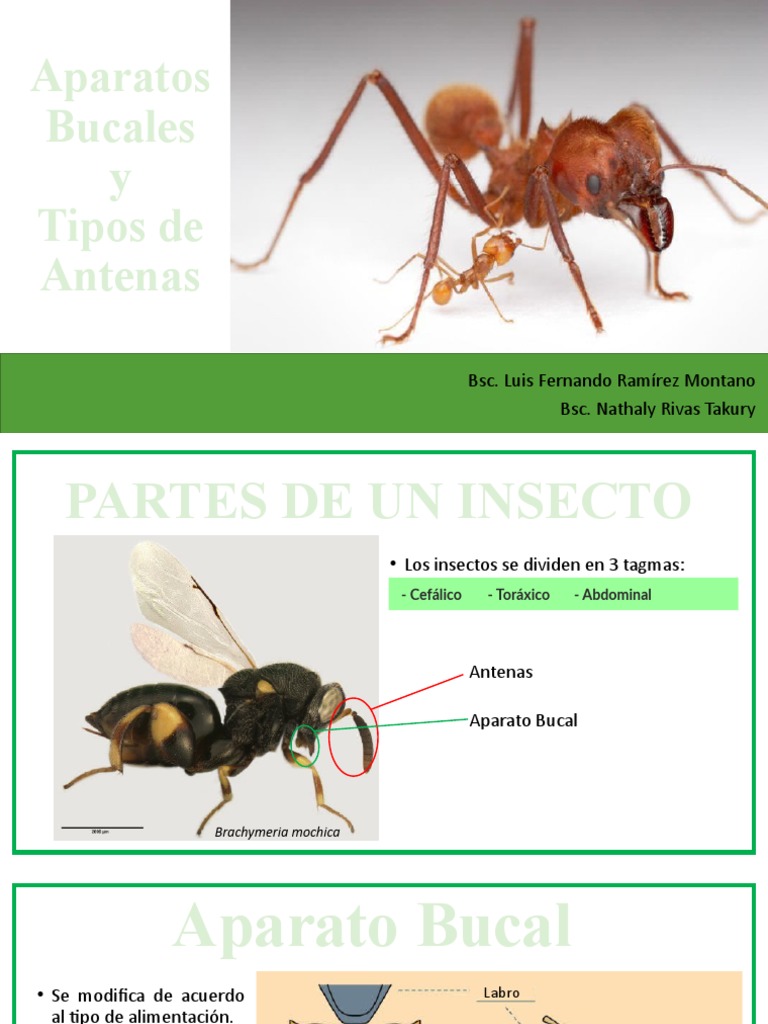 Aparatos Bucalles y Tipos de Antenas | PDF | Insectos | Mosca