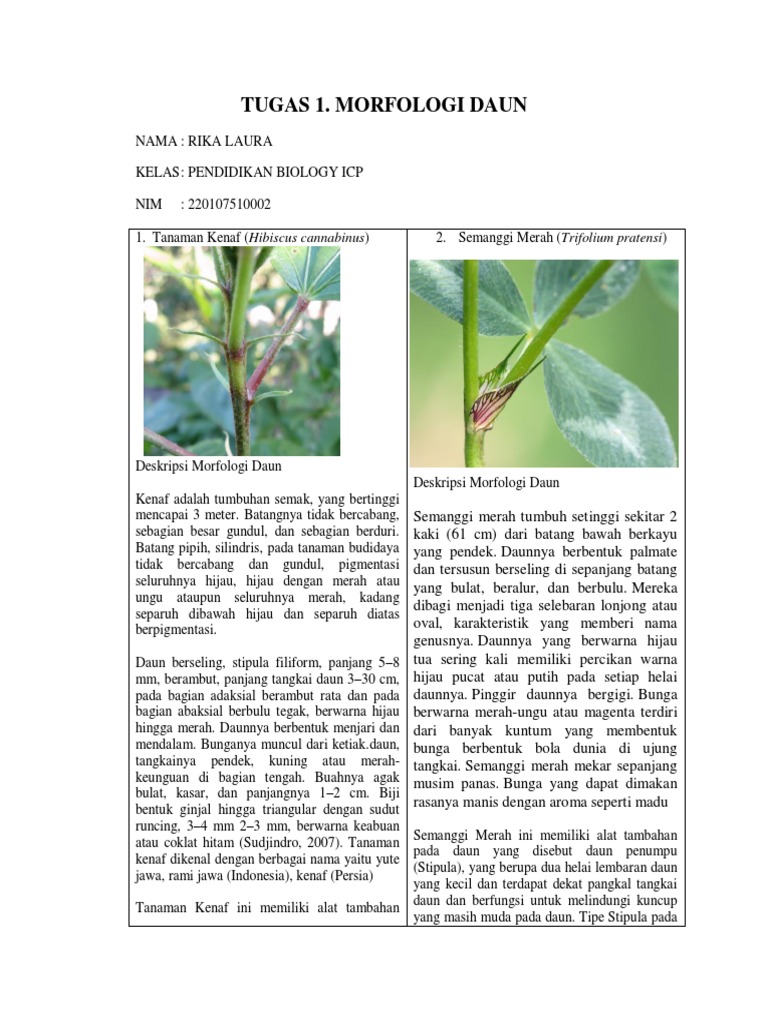 Rika Laura Tugas 1 Morfologi Tumbuhan (Tipe Stipula) | PDF | Kesehatan ...