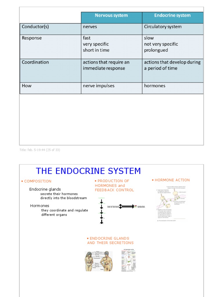 04 Endocrine System | PDF | Endocrine System | Hormone