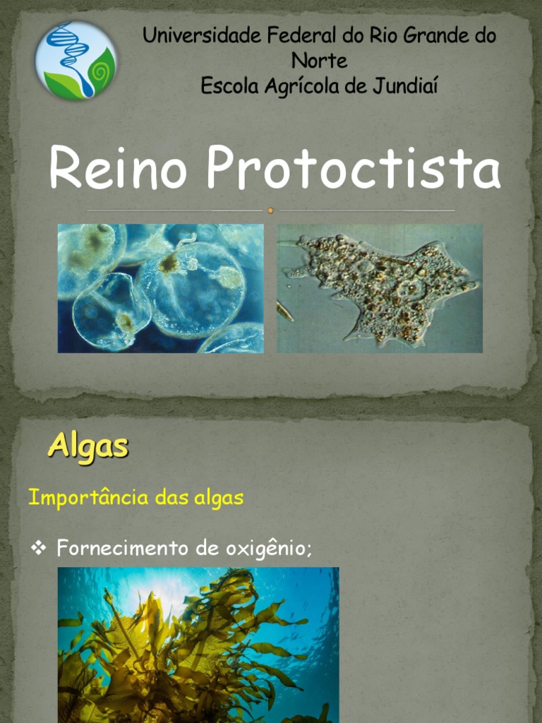 Reino Protoctista 2023 Alunos | PDF | Protozoários | Algas
