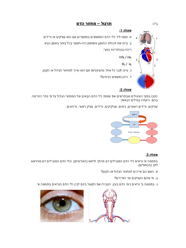 שאלות תרגול מחזור הדם | PDF