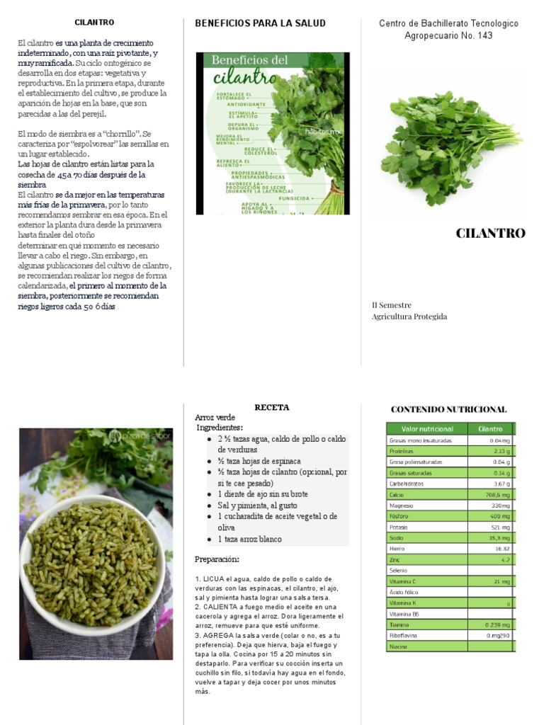 CILANTRO | PDF