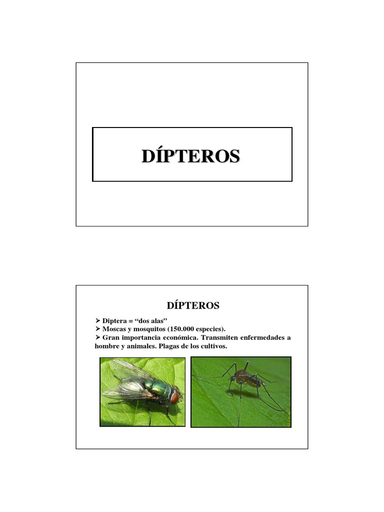 Dipteros Diptera | PDF | Mosca | Mosquito