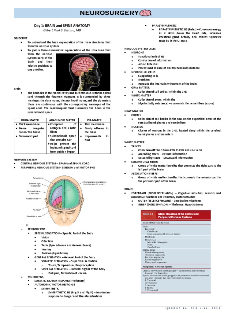 Day 1 - 2-Brain and Spine - Basic Spine Anatomy 4A | PDF | Vertebral ...