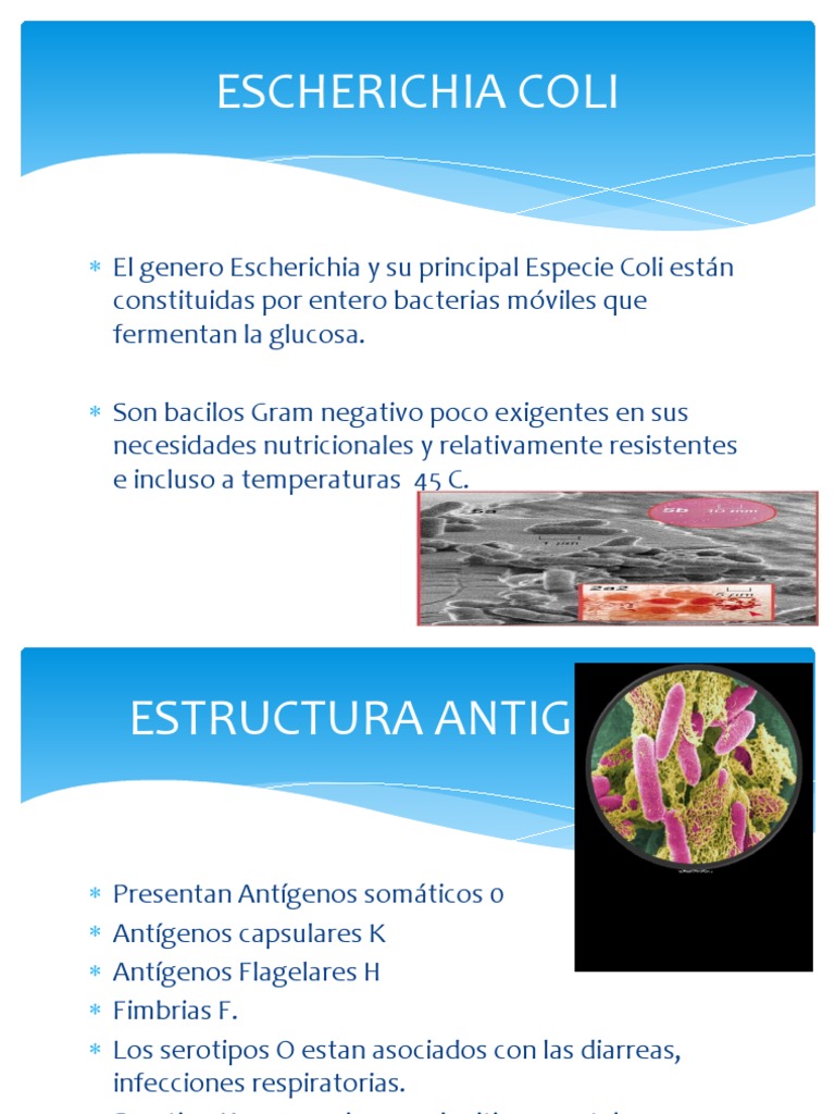 Escherichia Coli | PDF | Escherichia coli | Diarrea