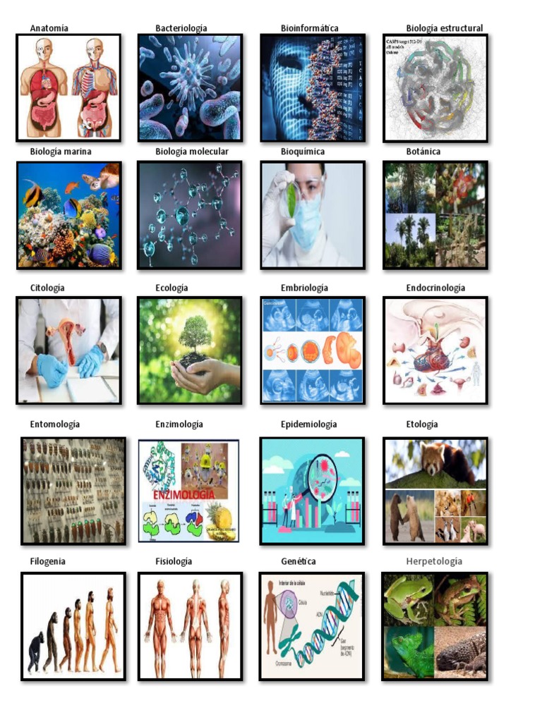 Ramas de La Biologia | PDF | Ciencia y matemáticas
